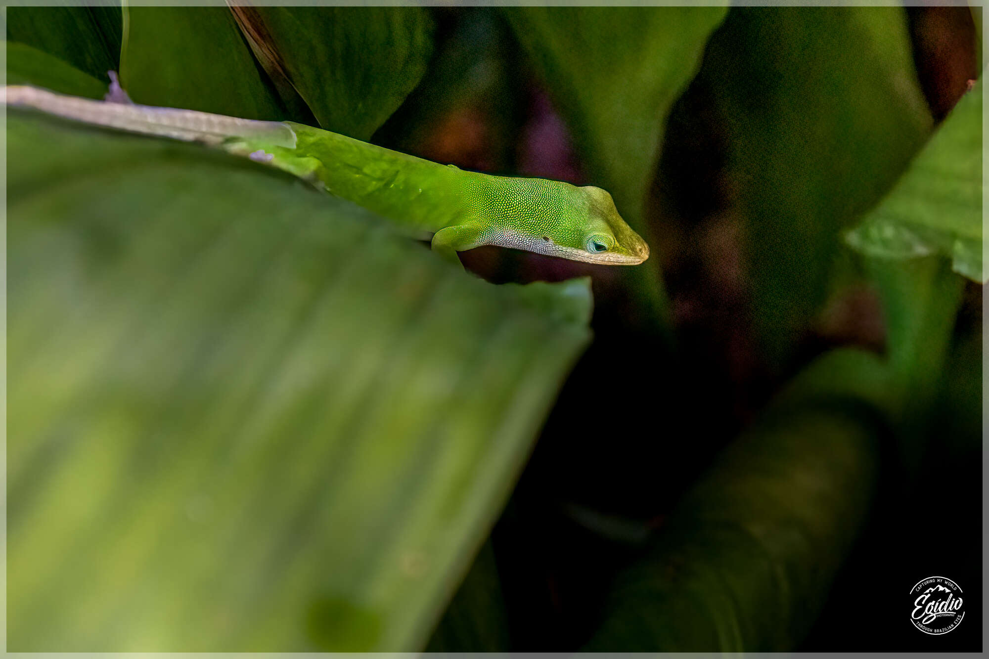 Green Anole Lizard – Through Brazilian Eyes