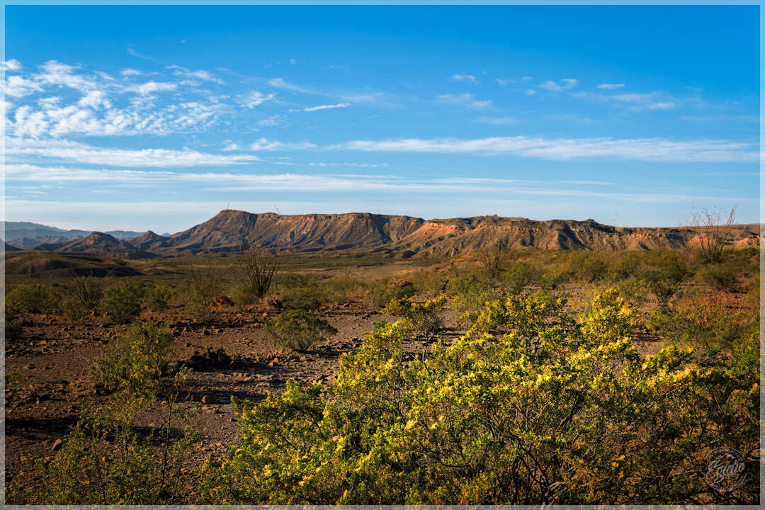 Creosote Flowers – Through Brazilian Eyes